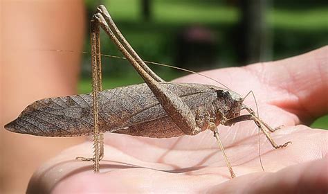 Locust Grasshopper And A Young Bull Carnivore And Herbivore The