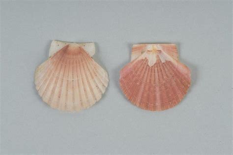 Mollusc Shell New Zealand Scallop Tipa Pecten Novaezelandiae New