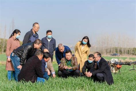 安徽来安：科技壮苗解农忧小麦农技油菜