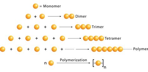 Polymerization Monomers And Polymers Quiz Trivia And Questions