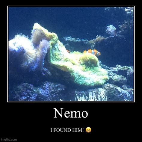 Nemo Memes And S Imgflip