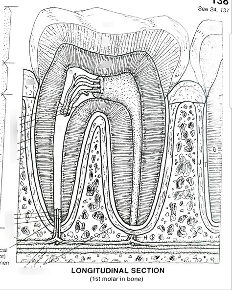 Tooth Anatomy Diagram Quizlet