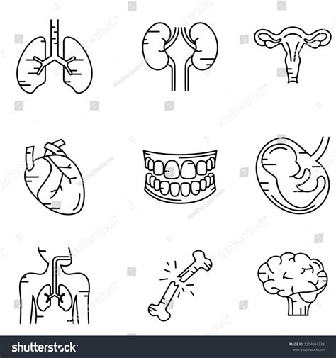 Human Body Parts Icon Set Vector Stock Vector Royalty Free 1204084333