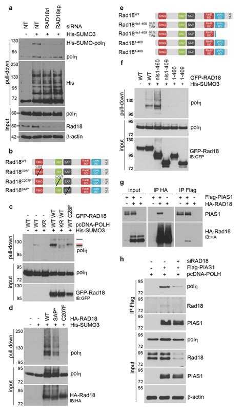 Rad18 Facilitates Pol Sumoylation By Promoting Pol Interaction With