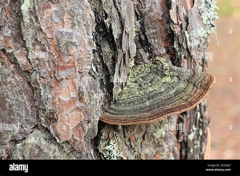 Phellinus Pini The Pine Bracket Fungus Causing Tree Disease Commonly