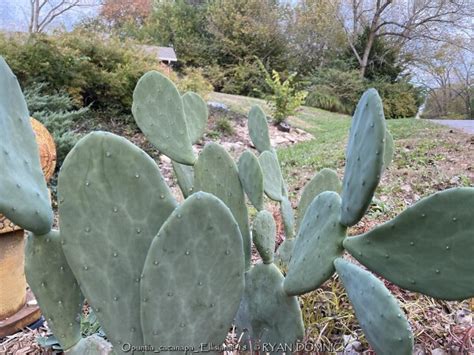Kansas Plant Farm Buy From Over 500 Varieties Of Plants In Lawrence Ks