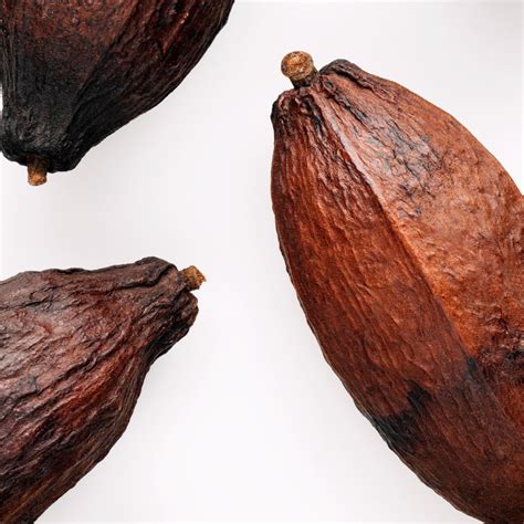 Cocoterra On Linkedin Fairtrade Chocolate Cocoa Cacao Cocoapods