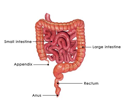 White Mucus In Stool Ulcerative Colitis At Andre Thompson Blog
