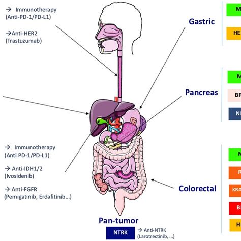 Major Molecular Abnormalities In Digestive Cancers And Current Download Scientific Diagram
