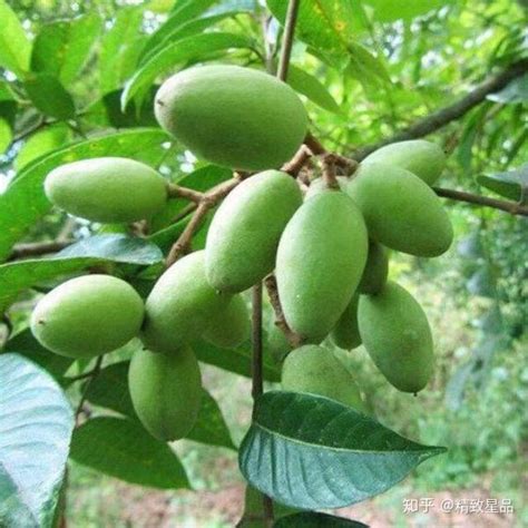 潮汕甜种橄榄加甜蜜素揭阳甜橄榄加甜蜜素福建二号甜橄榄甜蜜素第2页大山谷图库