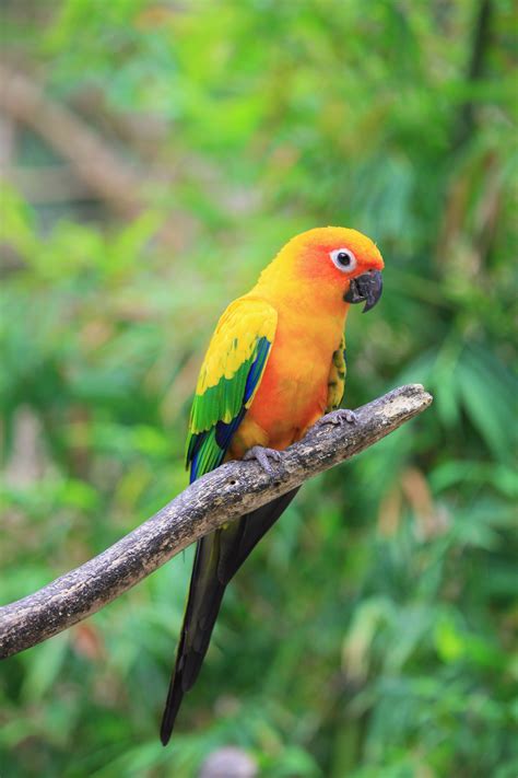 Jenday Conure The Vibrant Parrot Companion Everything You Need To Know