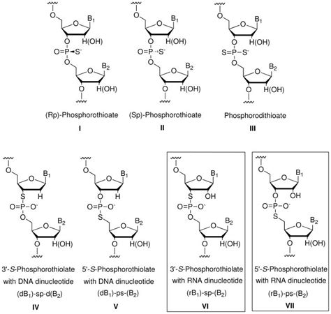 Synthesis Properties And Applications Of Oligonucleotides Containing