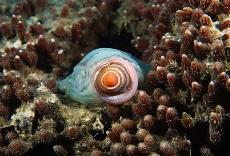 Snail Reef Background Images Hd Pictures And Wallpaper For Free