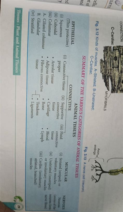 Fig 312 Kinds Of Muscles A Striated B Unstriated C Cardiacsummary
