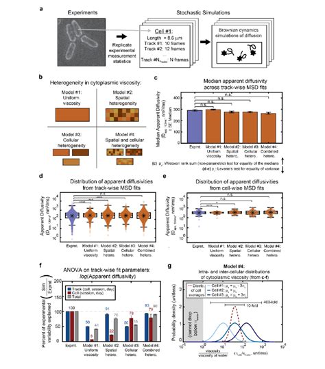 stochastic simulations reveal both spatial and cellular heterogeneity