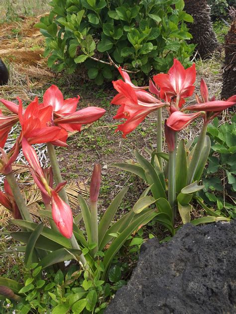 Bunga Cantik Taman Foto Gratis Di Pixabay Pixabay