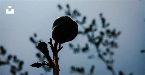 空を背景に木の枝の接写の写真 Unsplashの無料審美的な壁紙写真