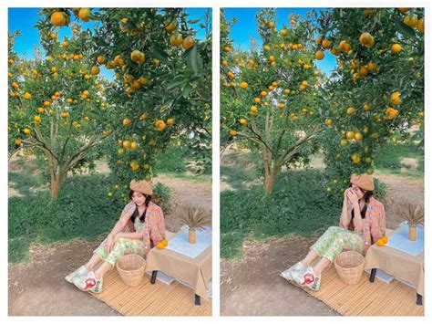 คิ้วท์ไม่ไหว ที่เที่ยวเชียงใหม่ สวนส้มจินจู ม่อนแจ่ม 🍊 เก็บส้ม ถ่ายรูป