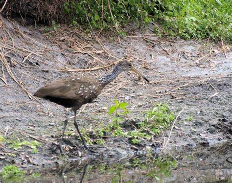 Limpkin | Project Noah