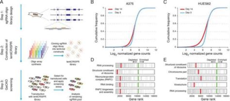 Crispr Screen Explained Methods Applications And Design Ubigene