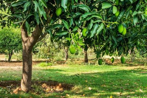 Fertilising Citrus Trees In Australia Best Citrus Fertiliser