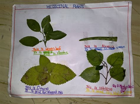 My Writings Medicinal Plants Chart School Project