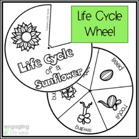 Life Cycle Of A Sunflower Tab Flip Book Classful