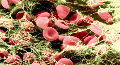 Maintenance By Platelets Class 10 Cbse Class Notes Online Classnotes123