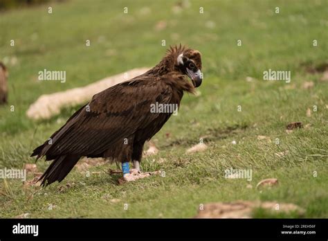 The Cinereous Vulture Aegypius Monachus Aka Eurasian Black Vulture