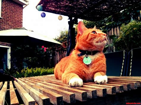 Socks As A Pillow Hes A Genius Cute Cats Hq Pictures Of Cute Cats