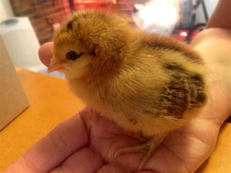 Attila The Hen 3 Day Old Easter Egger Easter Eggers Chickens Backyard Chickens