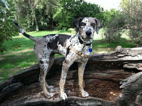 Catahoula Great Dane Mix