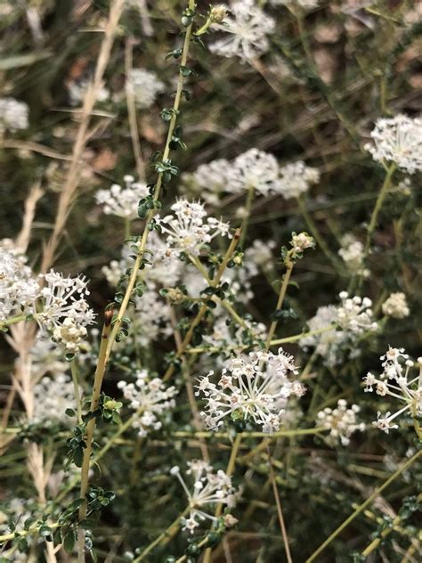 Ceanothus Microphyllus Our Native Plants