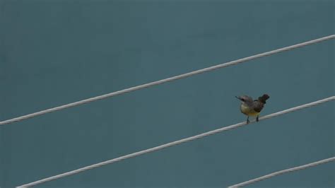 Premium Photo Bird On Wire
