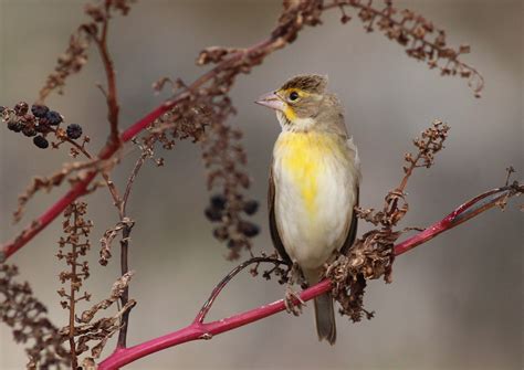 Dickcissel Dutch Birding