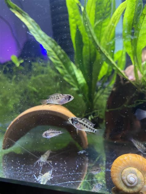 Apistogramma Macmasteri Fry Almost Ready To Be Sold R Aquariums