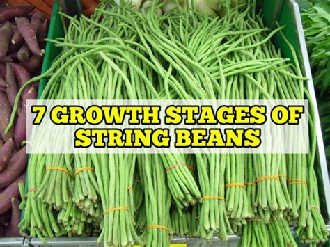 7 Growth Stages Of String Beans Life Cycle Rockets Garden