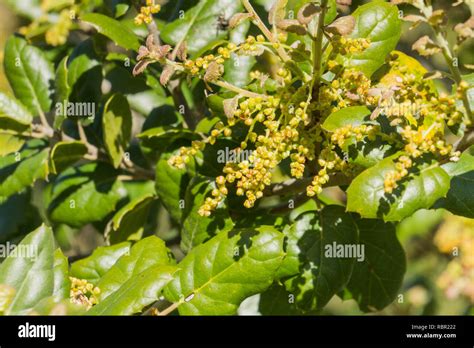 Coast Live Oak Leaves And Inflorescence Quercus Agrifolia California