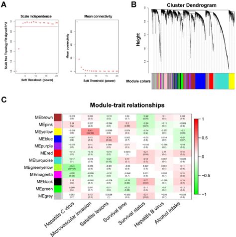 Wgcna Network And Module Detection A Selection Of The Download Scientific Diagram