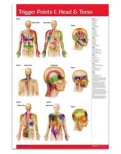Printable Trigger Points Chart