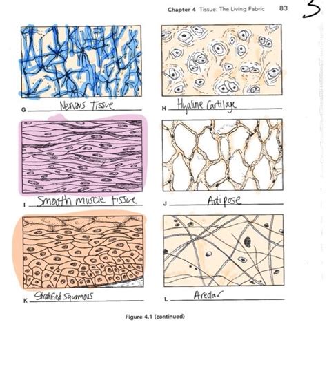 Solved 2 Twelve Tissue Types Are Diagrammed In Figure 41
