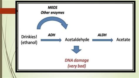 Alcohol Metabolism 2