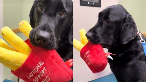 Sweet Dog Was Taken By Owner To Get His Medication But Then Something