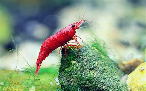 Do Cherry Shrimp Eat Algae Effectively The Shocking Truth
