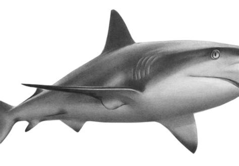 How To Draw Fish Step By Step Most Recent Difficulty Any Dragoart Com Shark Drawing