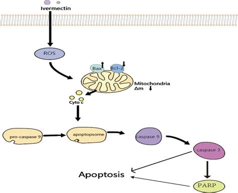 Ivermectin A Potential Anticancer Drug Derived From An Antiparasitic Drug PMC