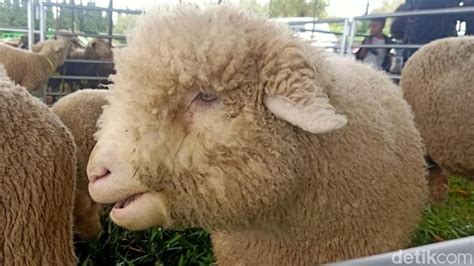 Ratusan Domba Imut Di Dieng Jalani Inseminasi Buatan Ini Tujuannya