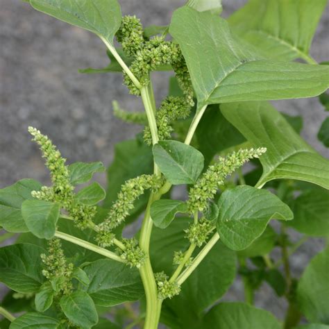 Agpest Amaranth