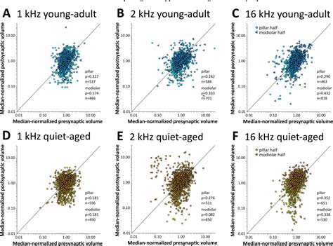 Figure 6 From Cochlear Ribbon Synapses In Aged Gerbils Semantic Scholar