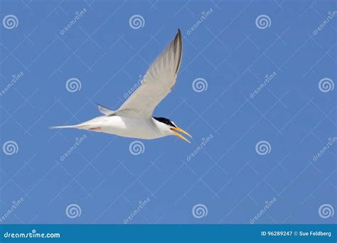 Flying Least Tern Stock Image Image Of Black Clear 96289247